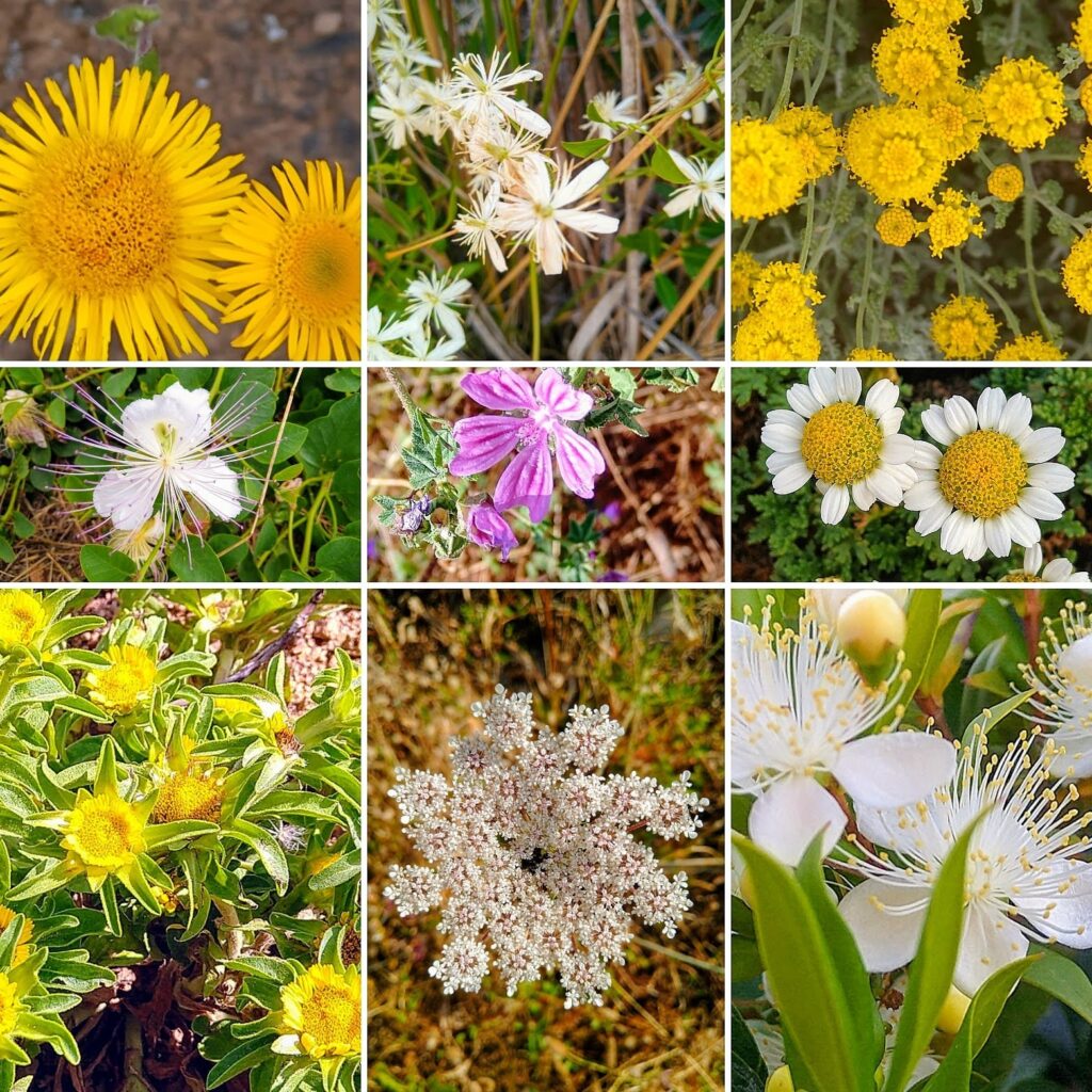 Paisatge: Flora i fauna - Guies de Menorca